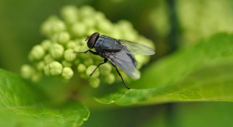 ¿Cuanto vive una mosca?
