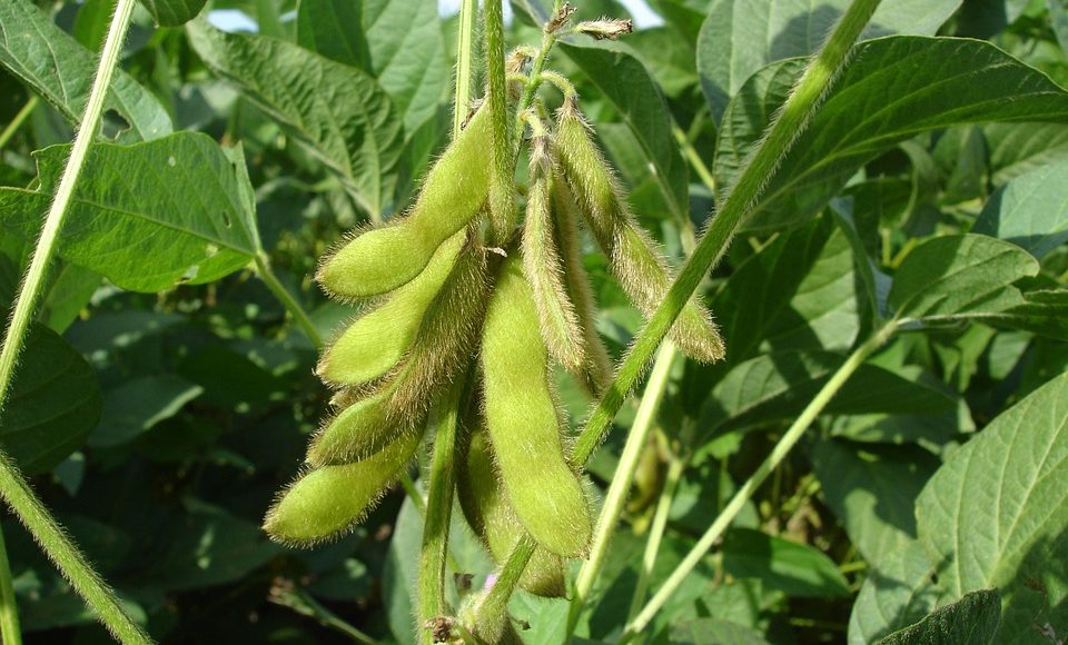Beneficios de la soja y desventajas de este alimento