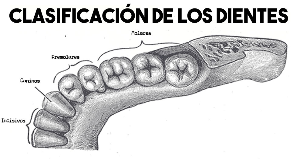 ¿Cuántos dientes tenemos y cómo se dividen?