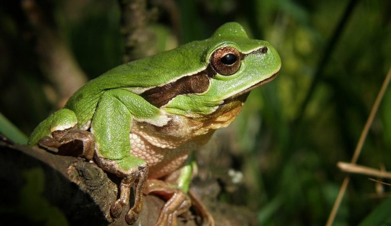 ¿Cuál es la diferencia entre los sapos y las ranas?