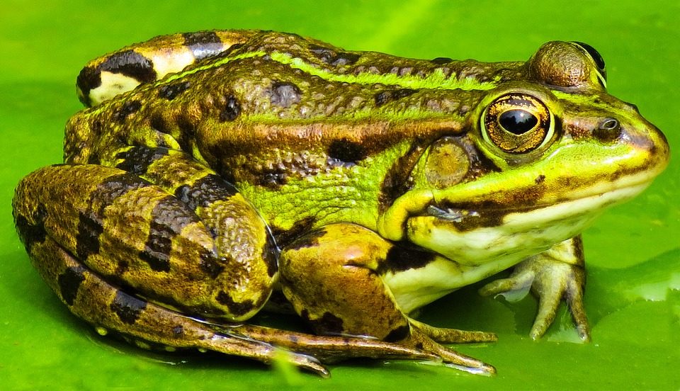 ¿Cuál es la diferencia entre los sapos y las ranas?