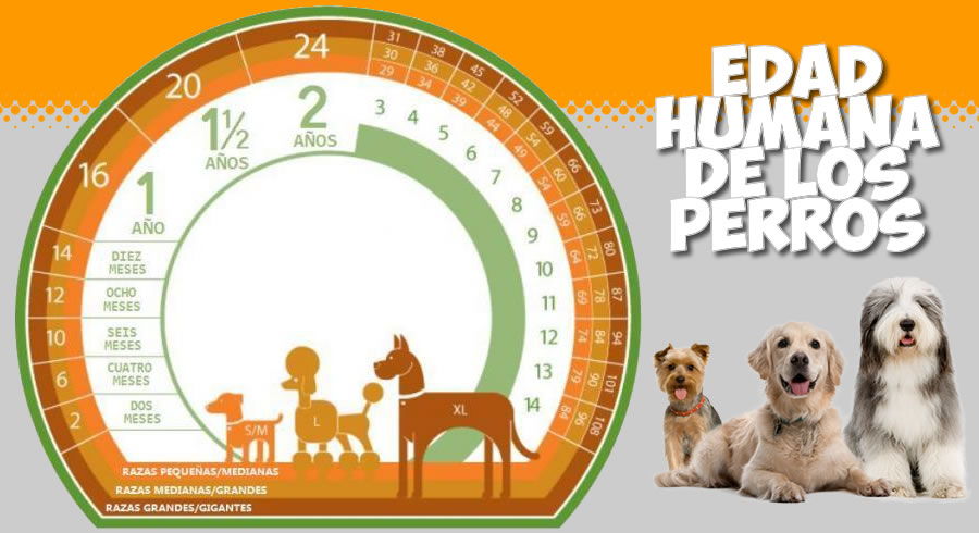 ¿Como calcular la edad humana de los perros? ¿Como calcular la edad humana de los perros?