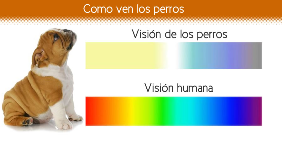 ¿Cómo ven los perros?