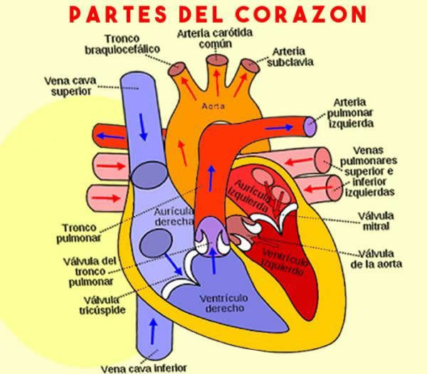 Partes Del Corazon Humano
