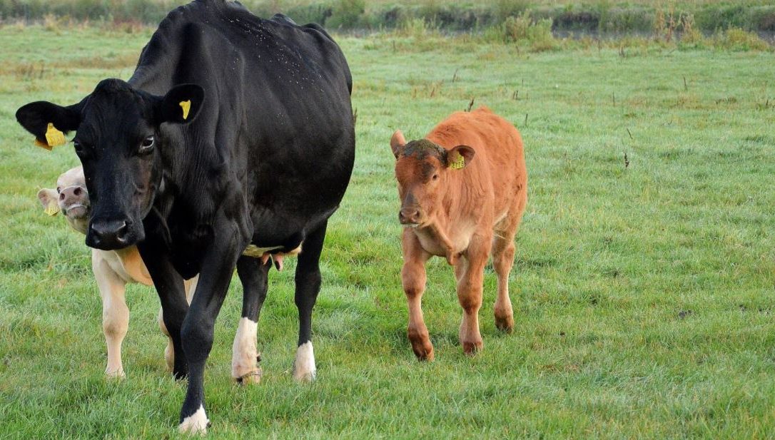 ¿Como se llaman las crías de la vaca?