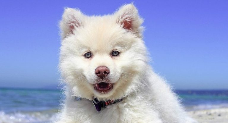Accesorios imprescindibles para tener un perro sano y feliz
