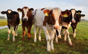 ¿Cuantos años viven las vacas?