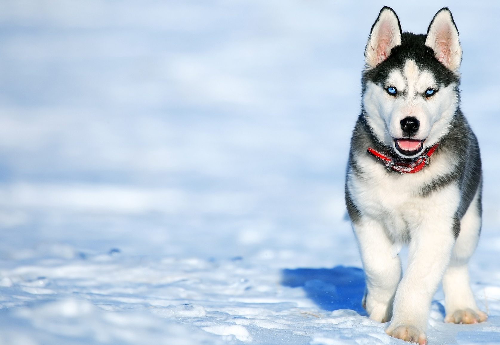 Todo sobre el Husky siberiano