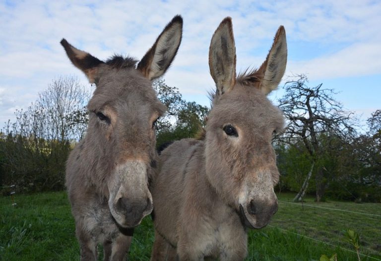 Conoce las diferencias entre burros, asnos y mulas